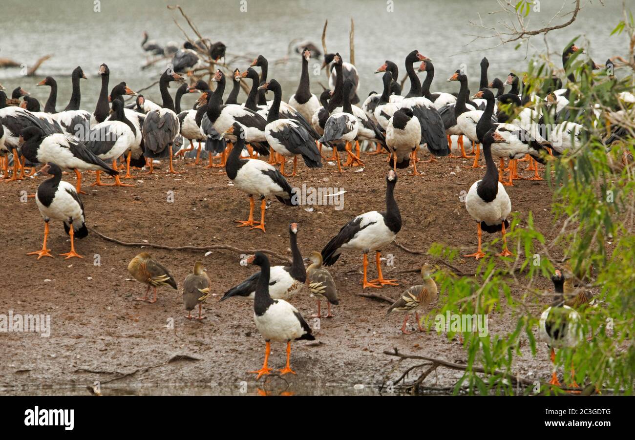 Large flock of magpie geese, Anseranas semipalmata, beside water of ...
