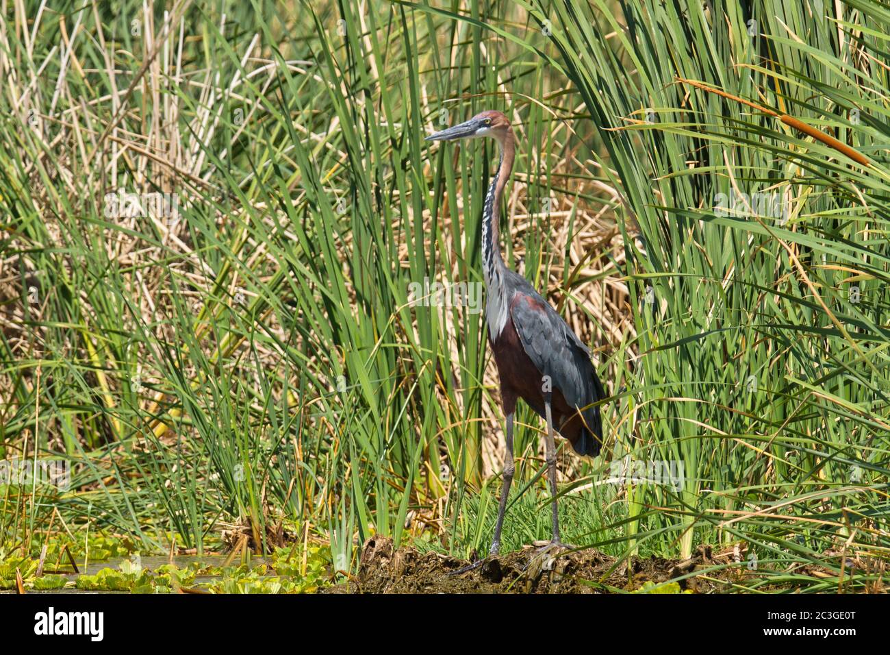 Goliath heron (Ardea goliath Stock Photo - Alamy