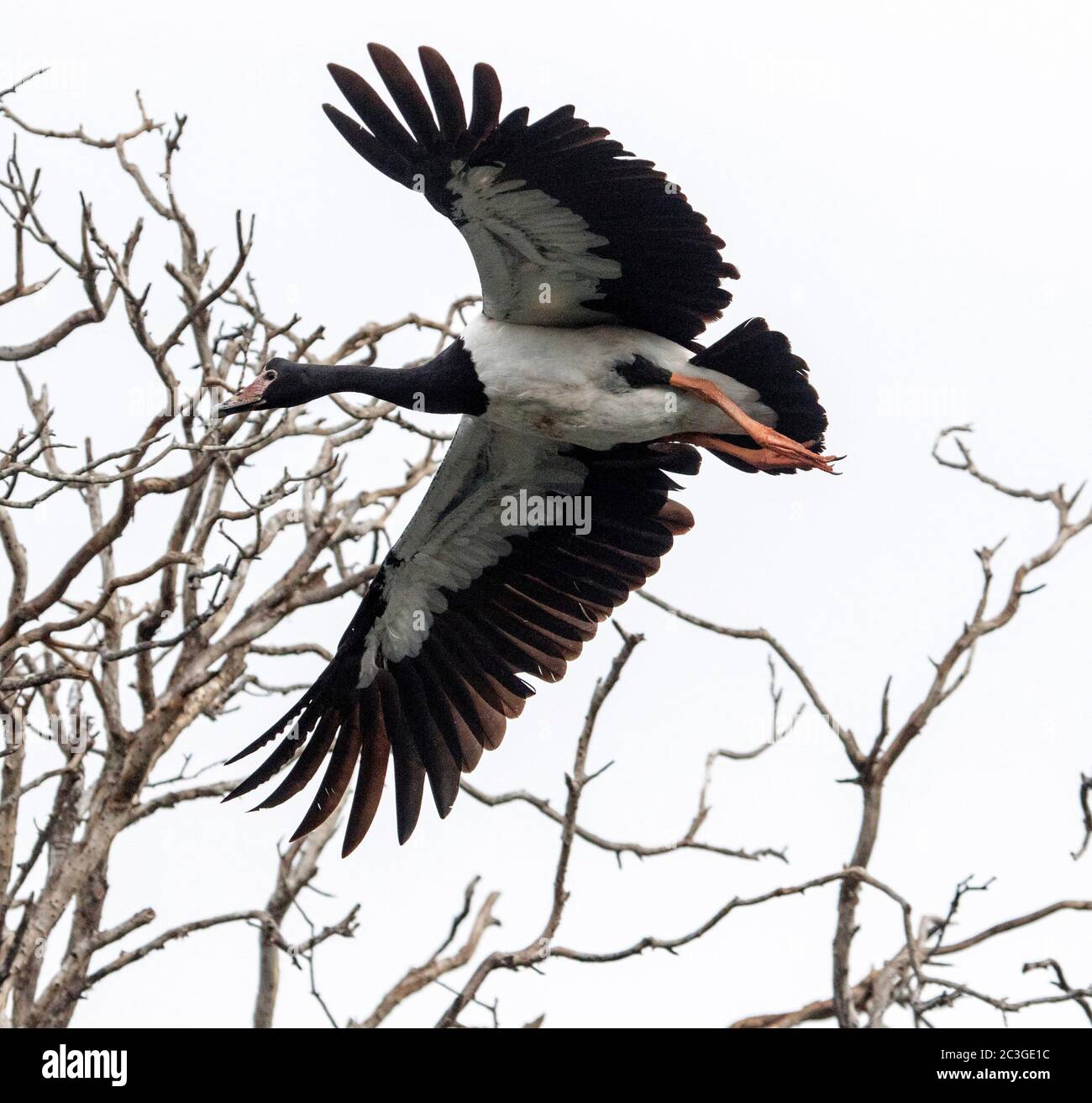 Magpie goose, Anseranas semipalmata, in flight against light background ...