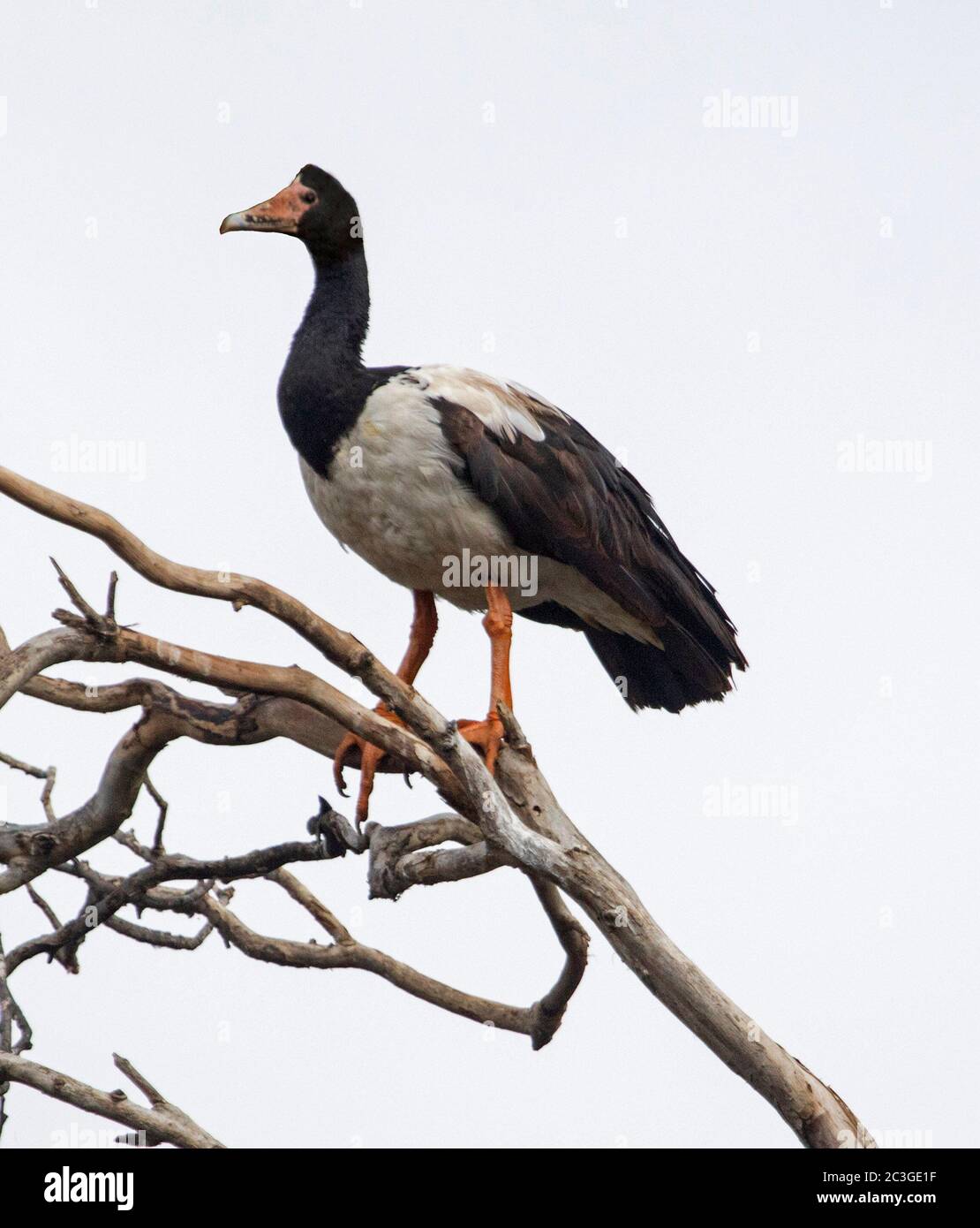 Australian Goose High Resolution Stock Photography and Images - Alamy