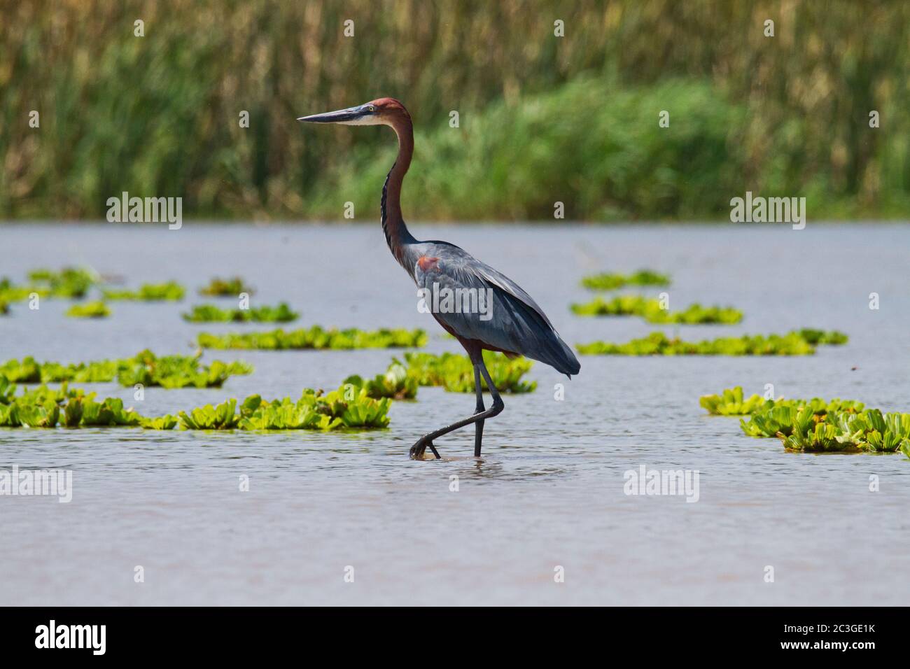 Goliath heron (Ardea goliath Stock Photo - Alamy