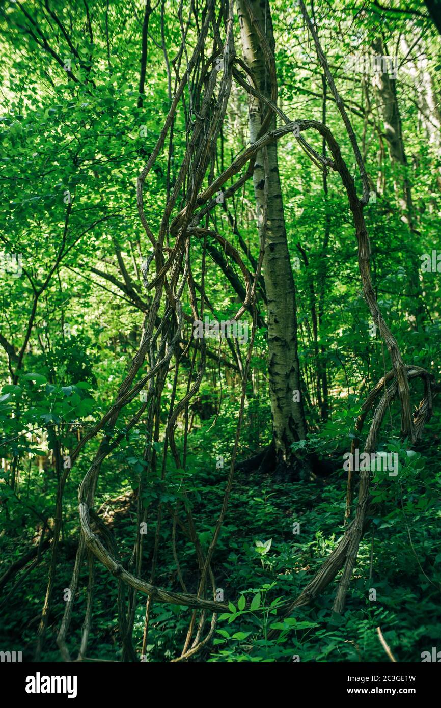 Deep roots hi-res stock photography and images - Alamy