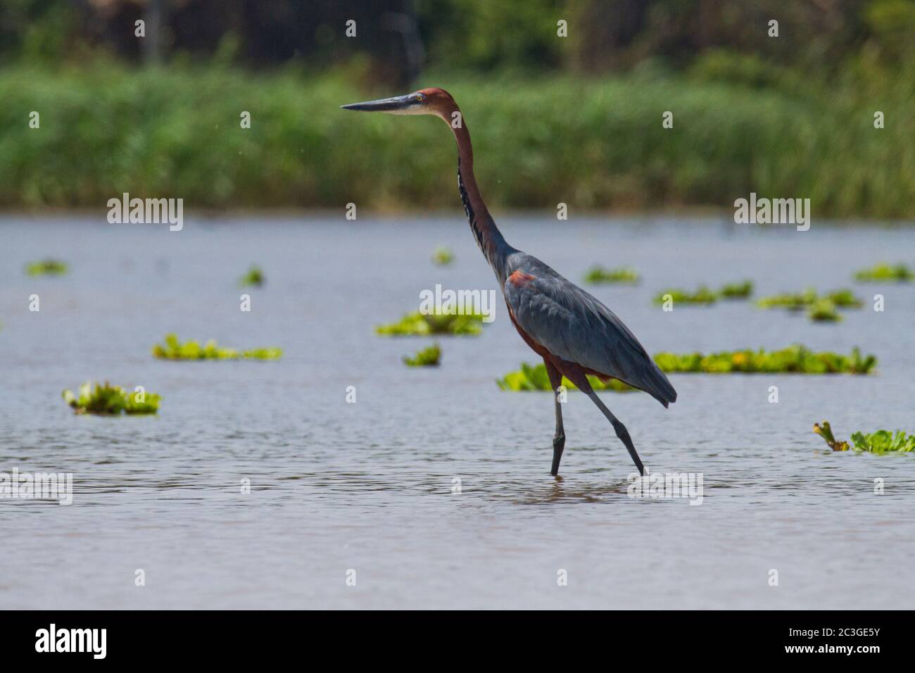 Goliath heron (Ardea goliath Stock Photo - Alamy