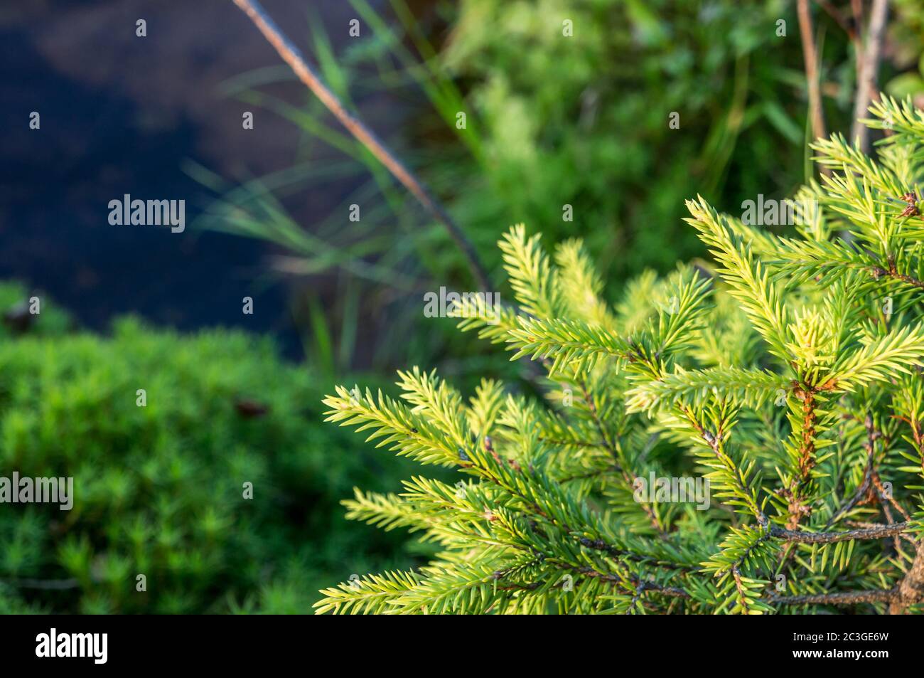 Natural forest scenery with young branches of fir tree in foreground ...