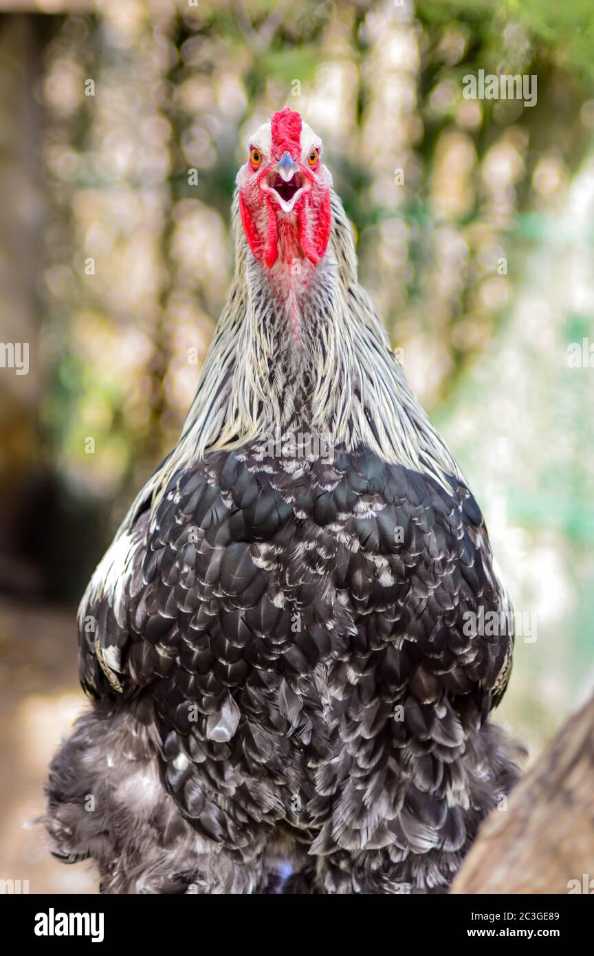 The Plymouth Rock Barré, gray hen, looks Stock Photo - Alamy