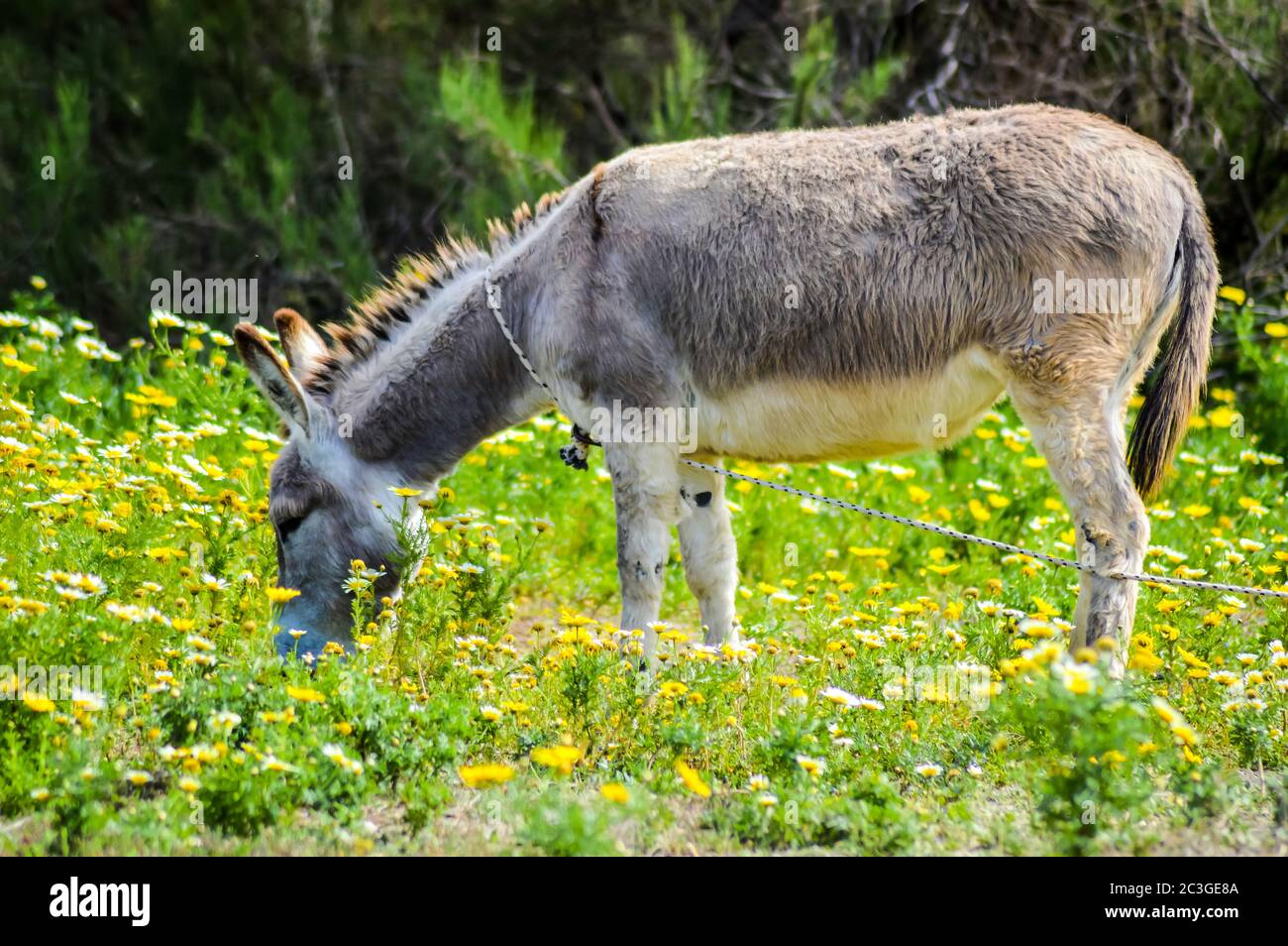 Gray Donkey High Resolution Stock Photography and Images - Alamy