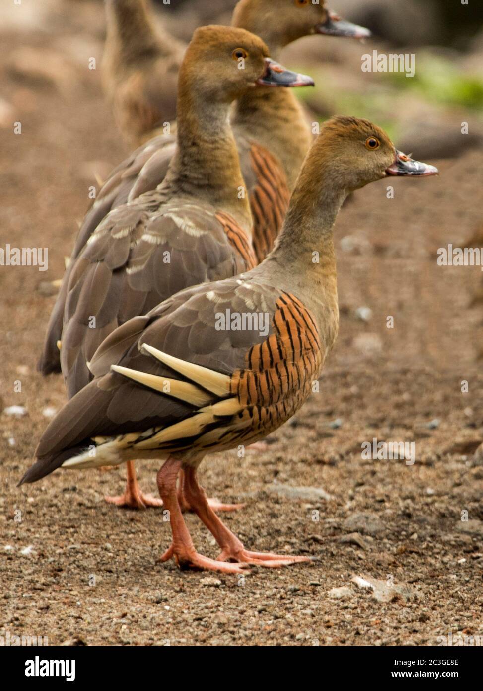 Australian ducks hi-res stock photography and images - Alamy