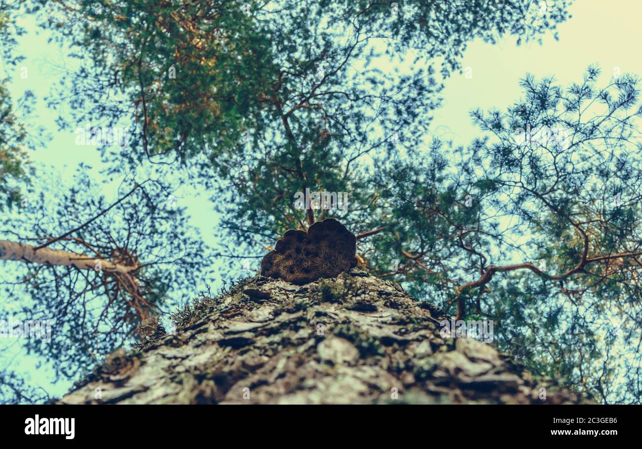 Tree top bottom view hi-res stock photography and images - Alamy