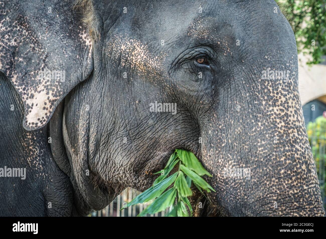 Miniature Elephant Pet