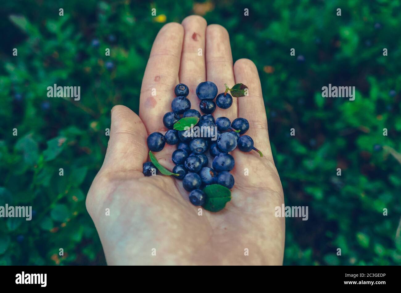 Hand holding blueberries hi-res stock photography and images - Alamy
