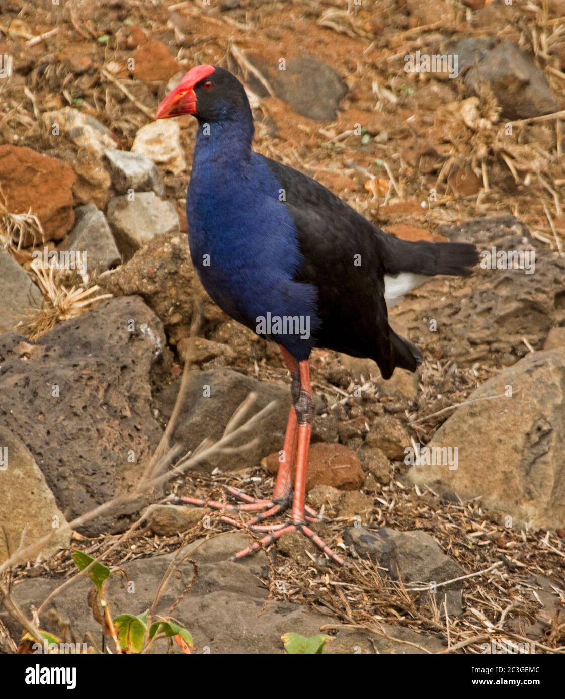 Australian swamphen hi-res stock photography and images - Alamy