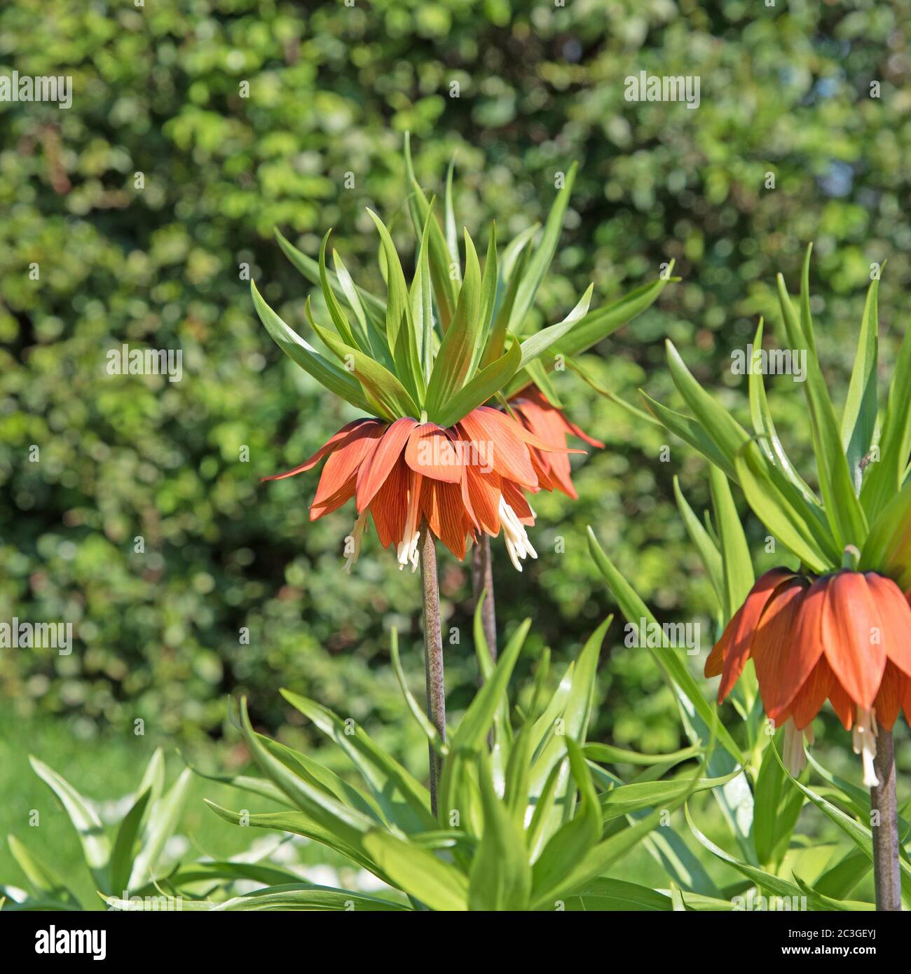 Flowering imperial crown, Fritillaria imperialis, in the garden Stock ...