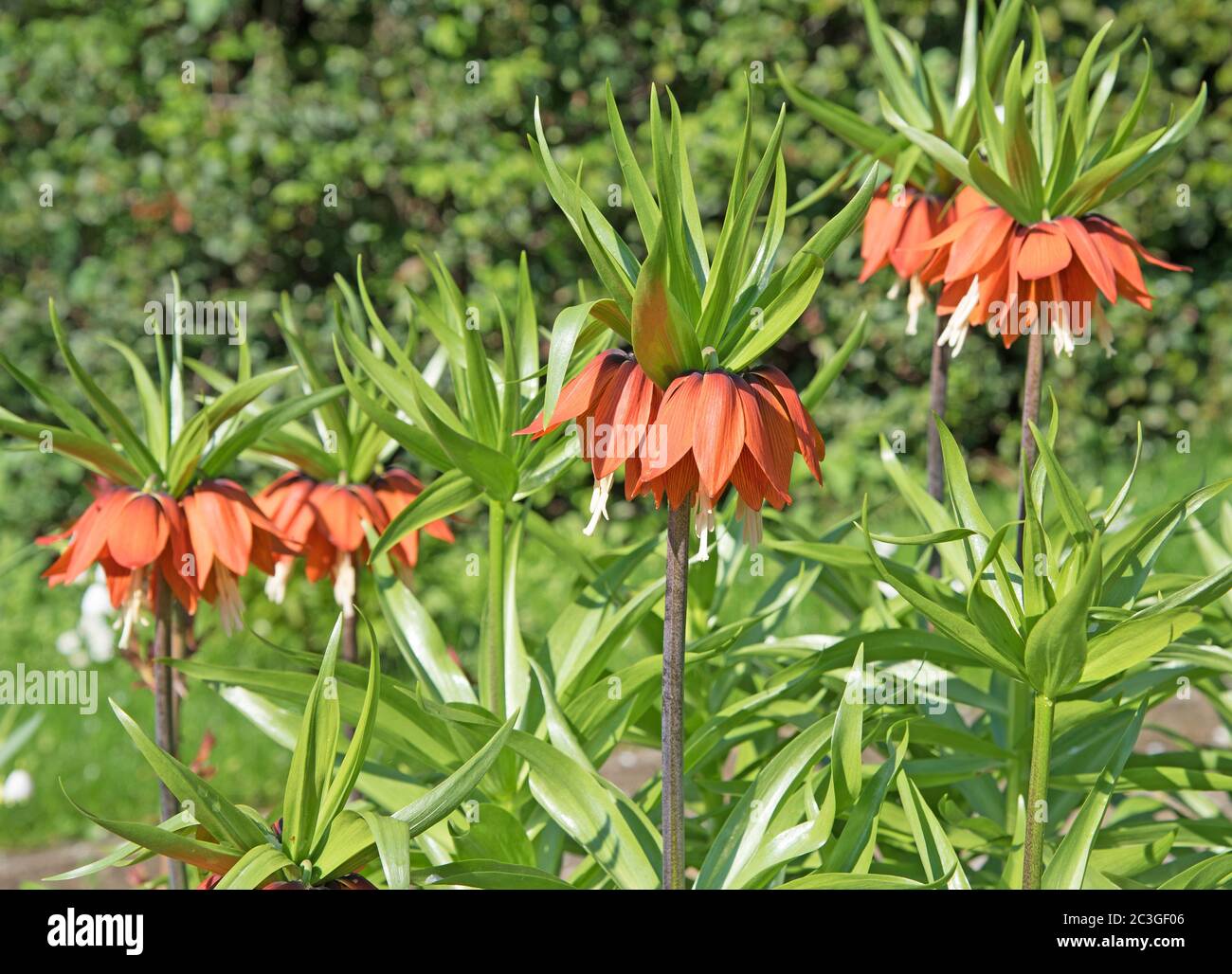 Flowering imperial crown, Fritillaria imperialis, in the garden Stock ...