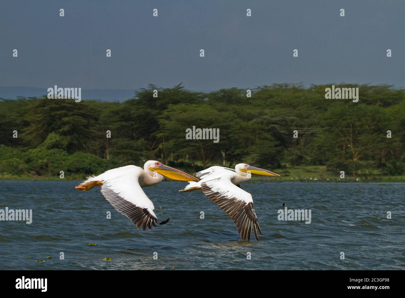 Great white pelican flying in Lake Naivasha Kenya Stock Photo - Alamy