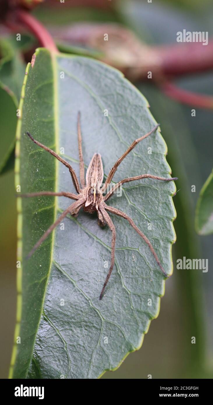 Nursery web spider (male Stock Photo - Alamy