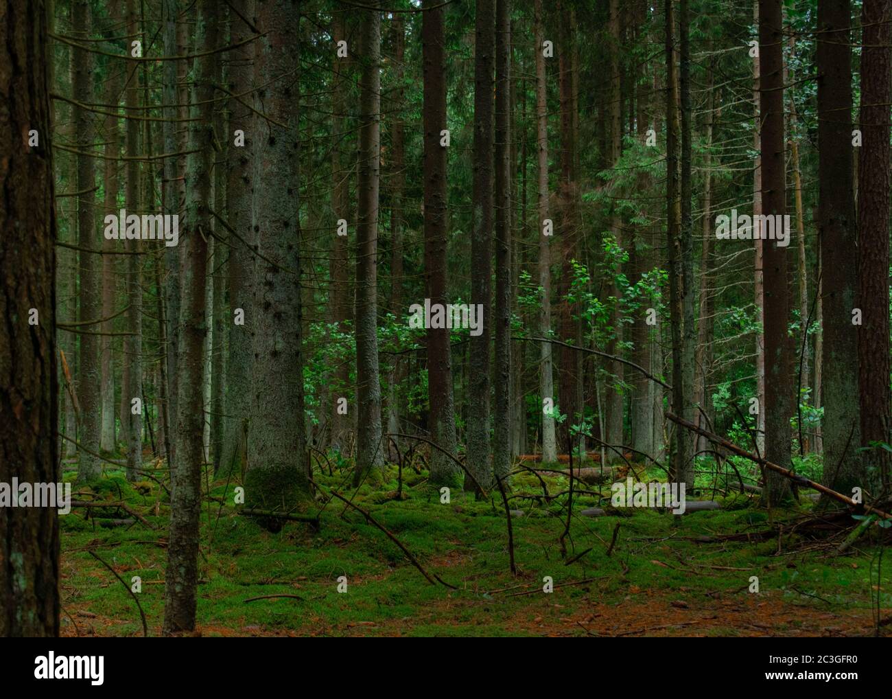 Tall trees in the forest during daytime Stock Photo - Alamy