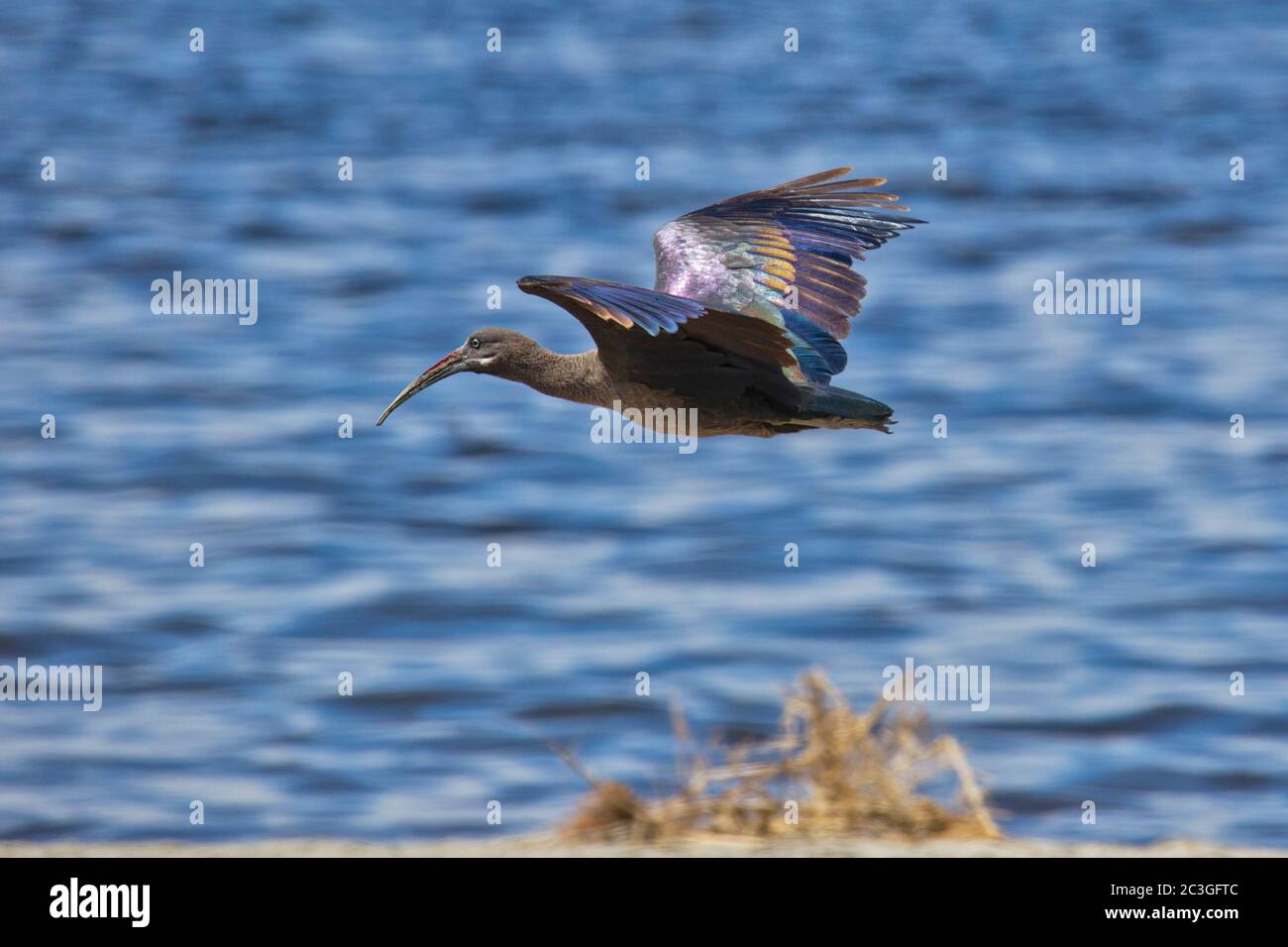Wild hadada ibis hi-res stock photography and images - Alamy