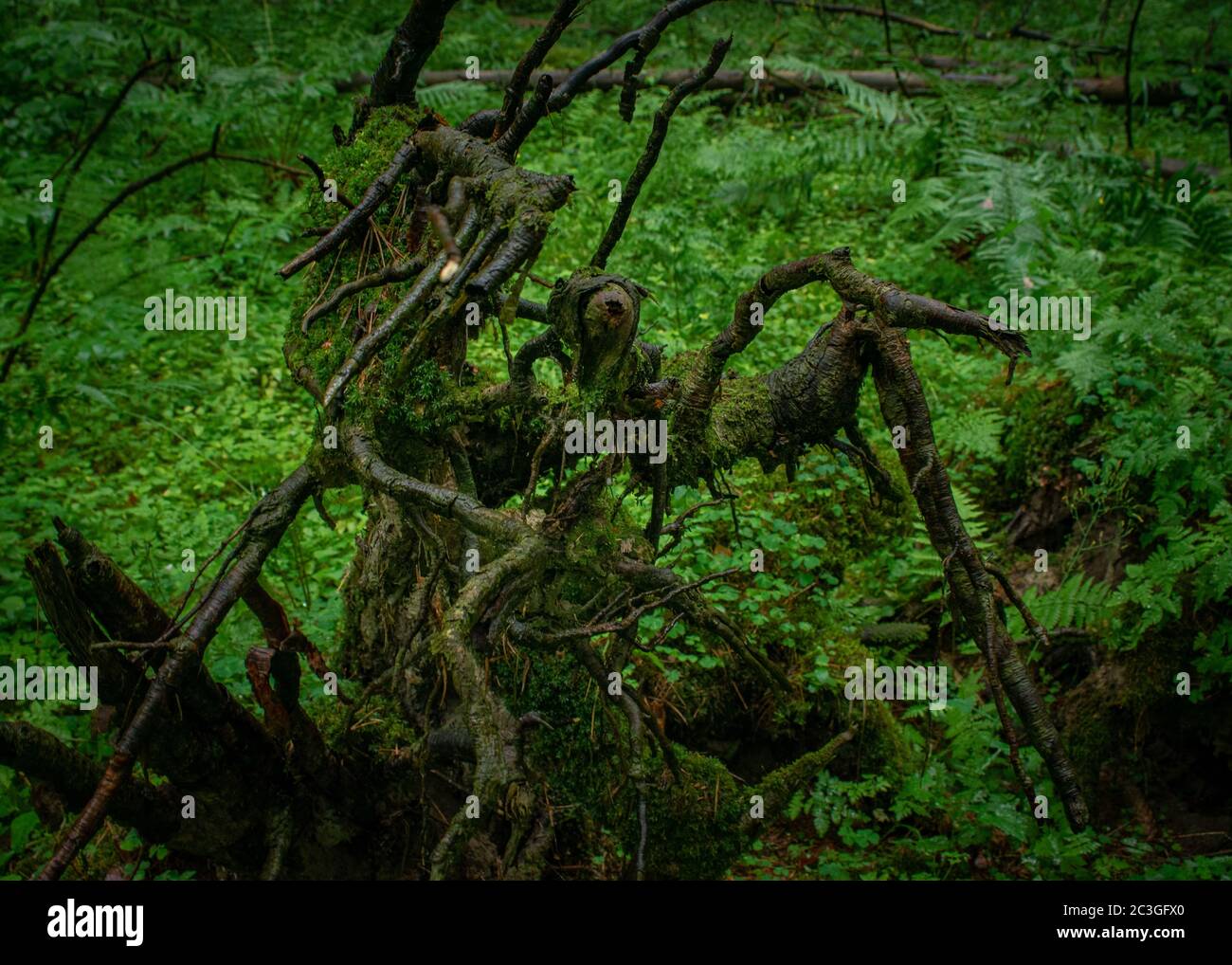 Wet tree and green plants in the forest Stock Photo - Alamy