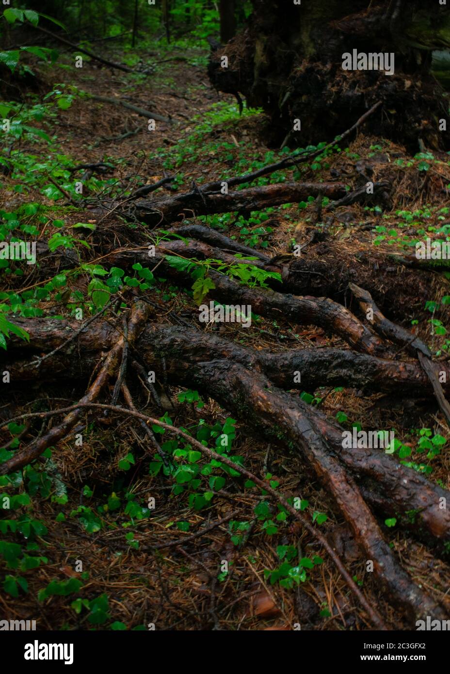 Vertical shot of the wet plants and tree roots in the forest Stock ...