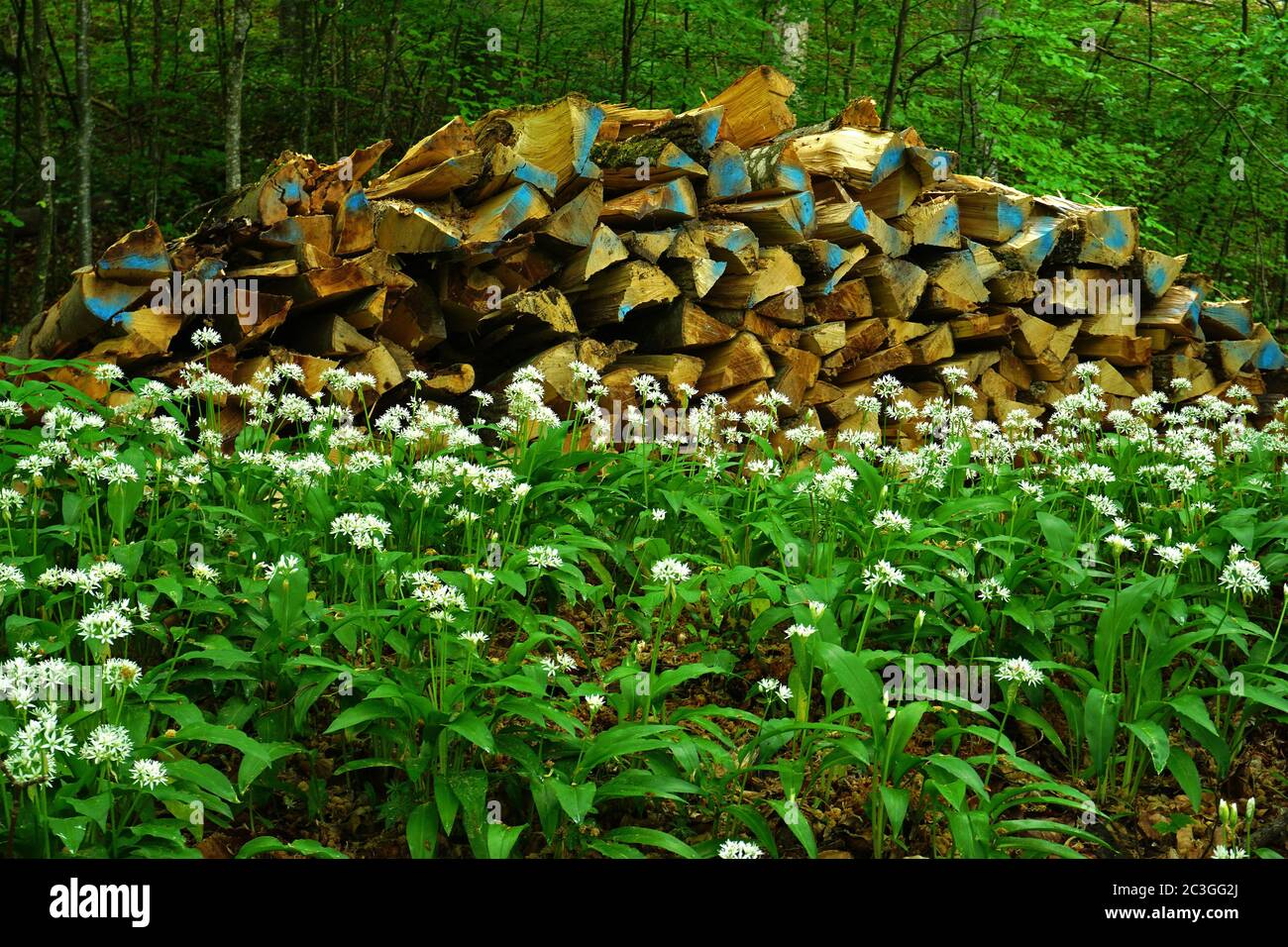 wood garlic in the deciduous forest Stock Photo - Alamy