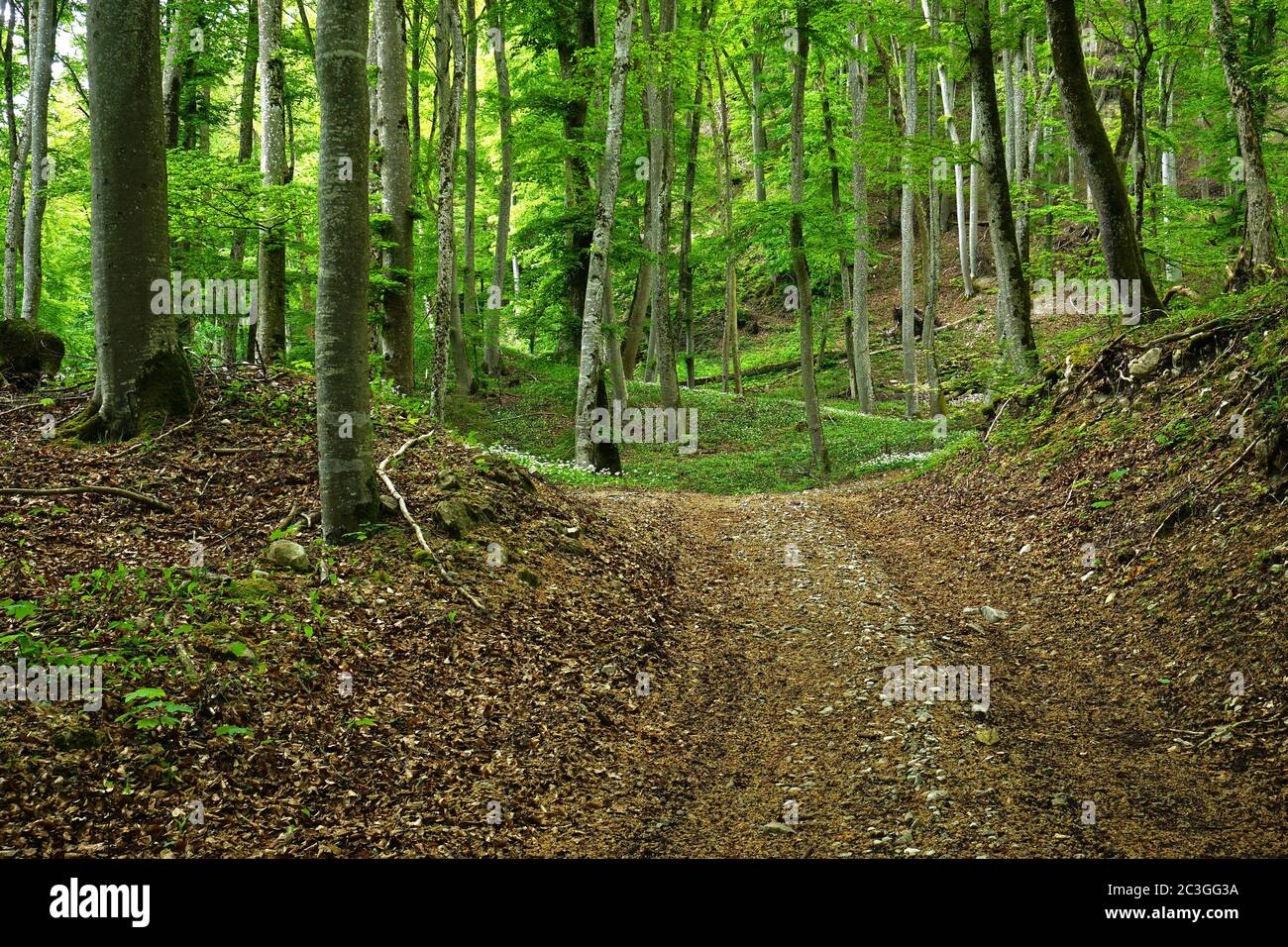 Deciduous forest path hi-res stock photography and images - Alamy