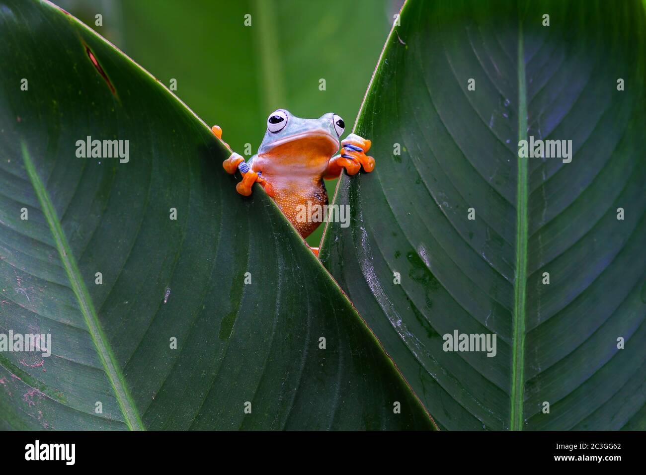 Wallace’s flying frog indonesia hi-res stock photography and images - Alamy