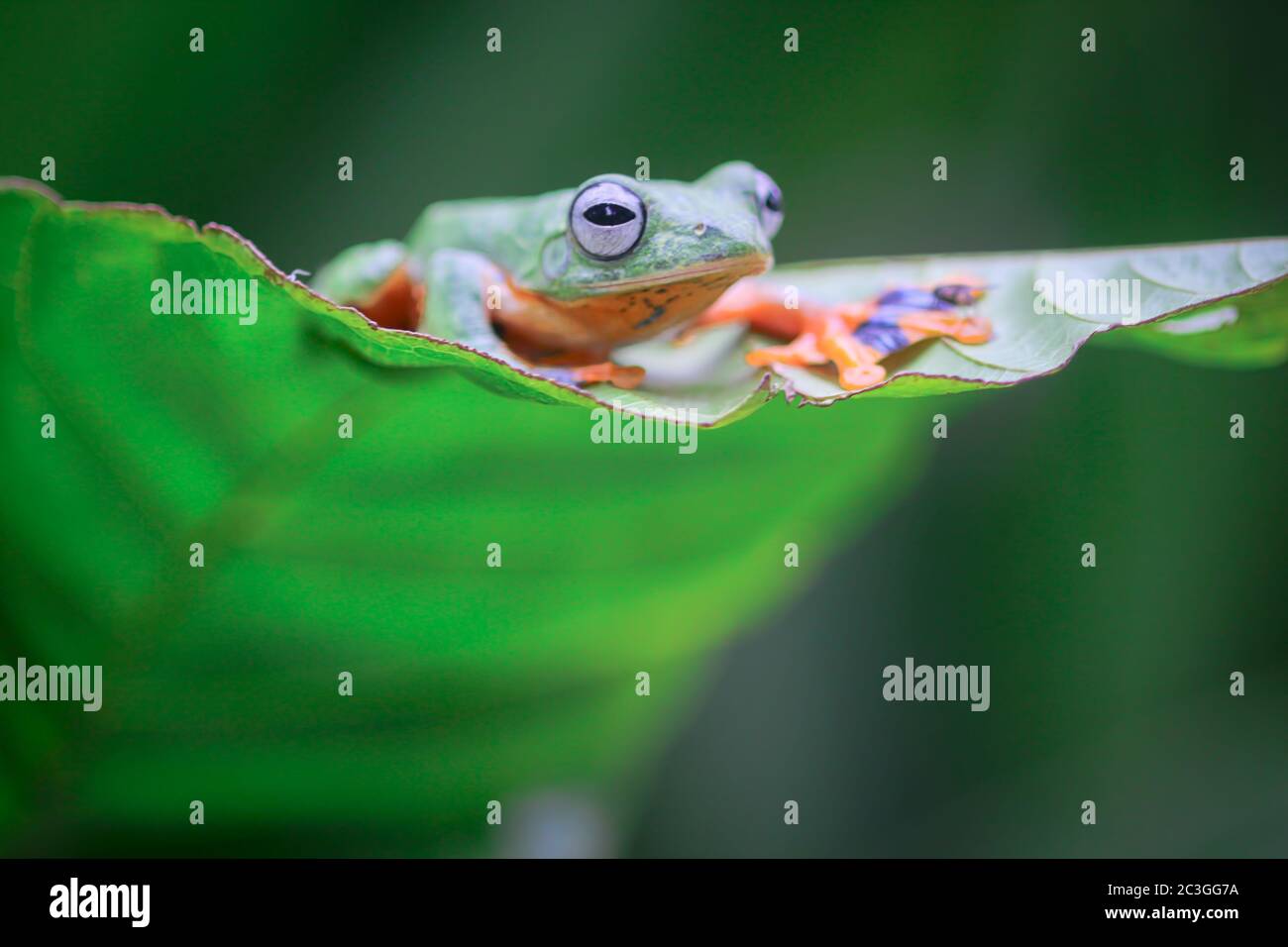 Wallace’s flying frogs hi-res stock photography and images - Alamy