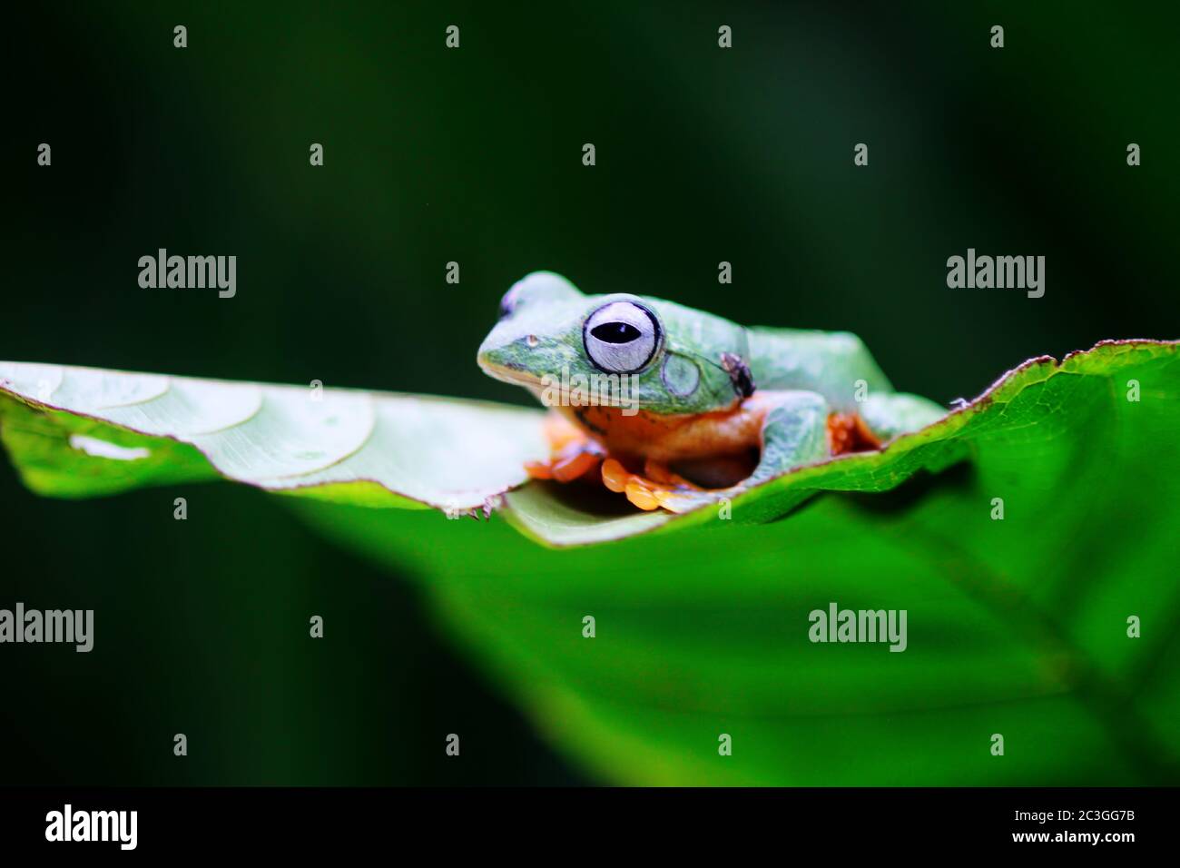 Wallace’s flying frogs hi-res stock photography and images - Alamy