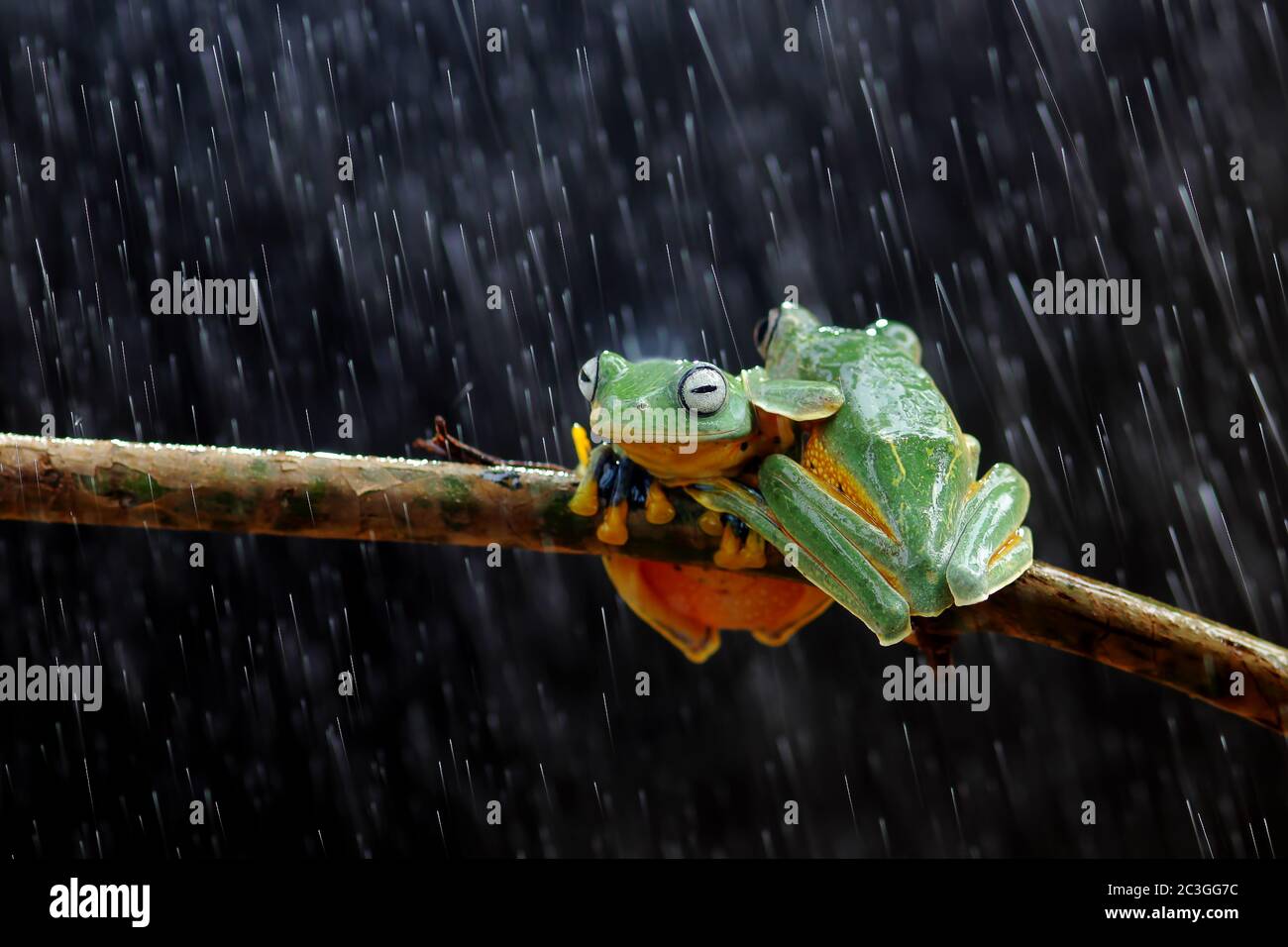 Wallace’s flying frogs hi-res stock photography and images - Alamy