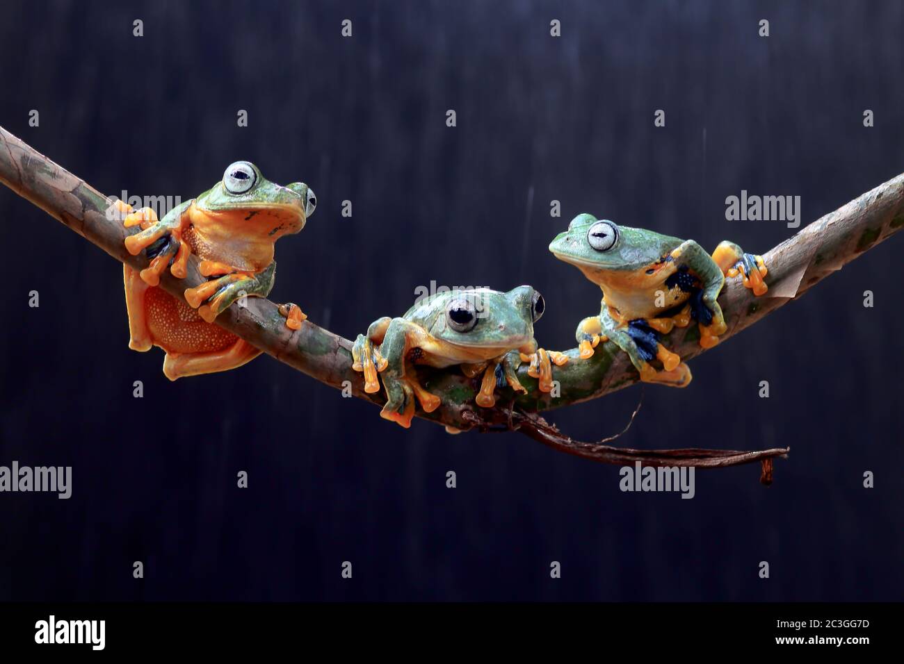 Wallace’s flying frogs hi-res stock photography and images - Alamy