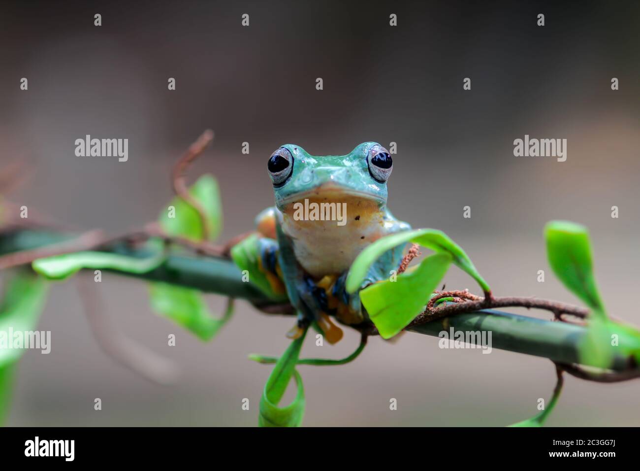 Wallace’s flying frog indonesia hi-res stock photography and images - Alamy