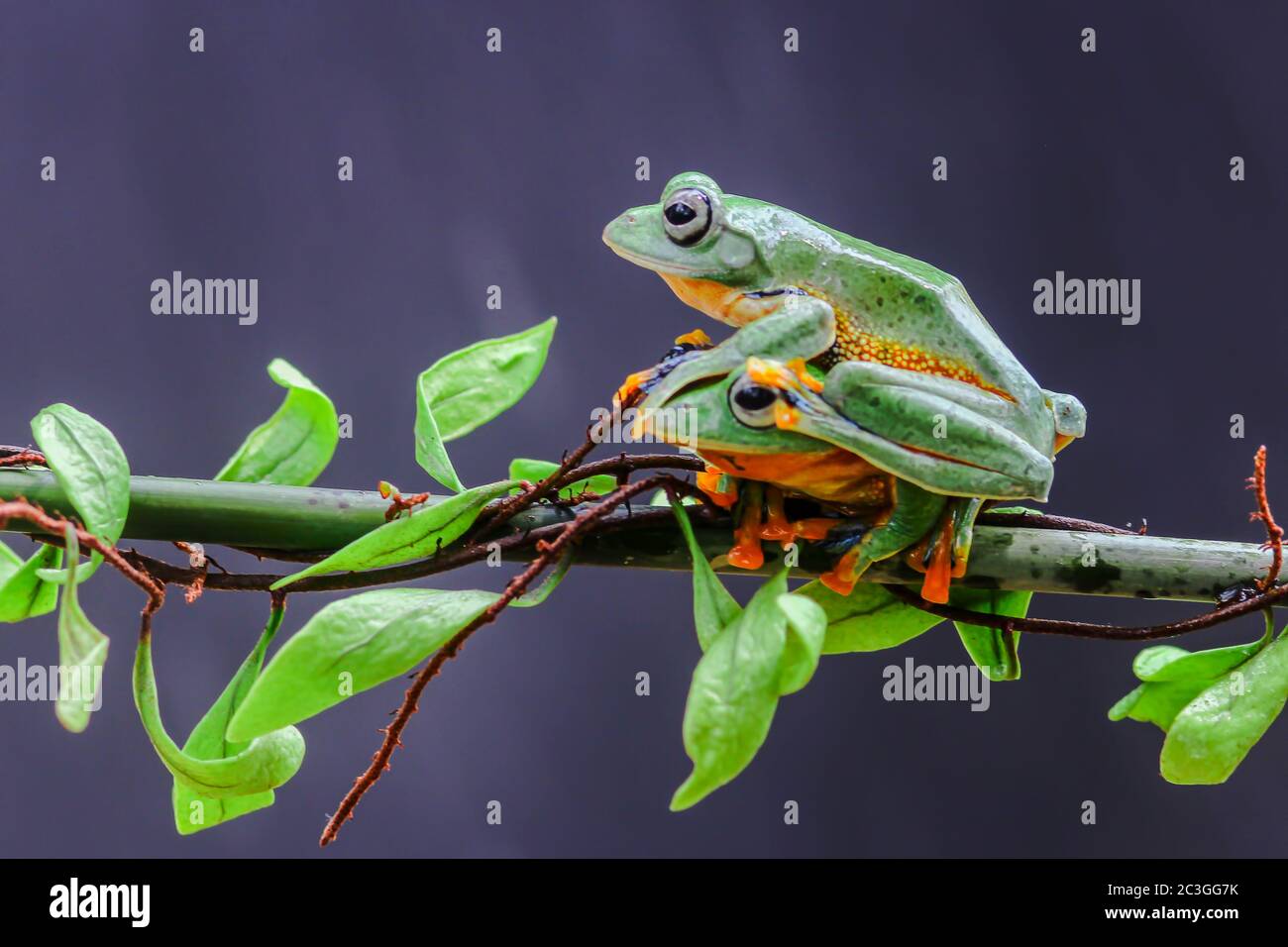 Flying frogs hi-res stock photography and images - Alamy