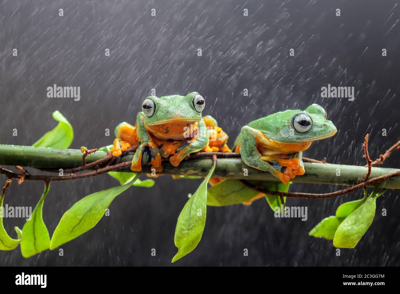 Wallace's flying frogs, frogs, tree frogs on twigs Stock Photo - Alamy