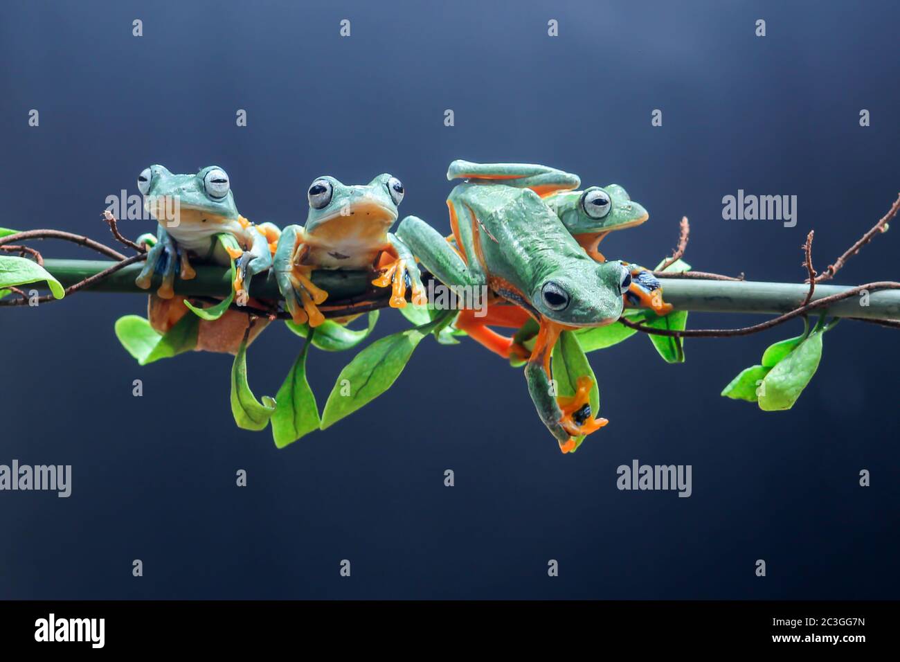 Wallace’s flying frogs hi-res stock photography and images - Alamy