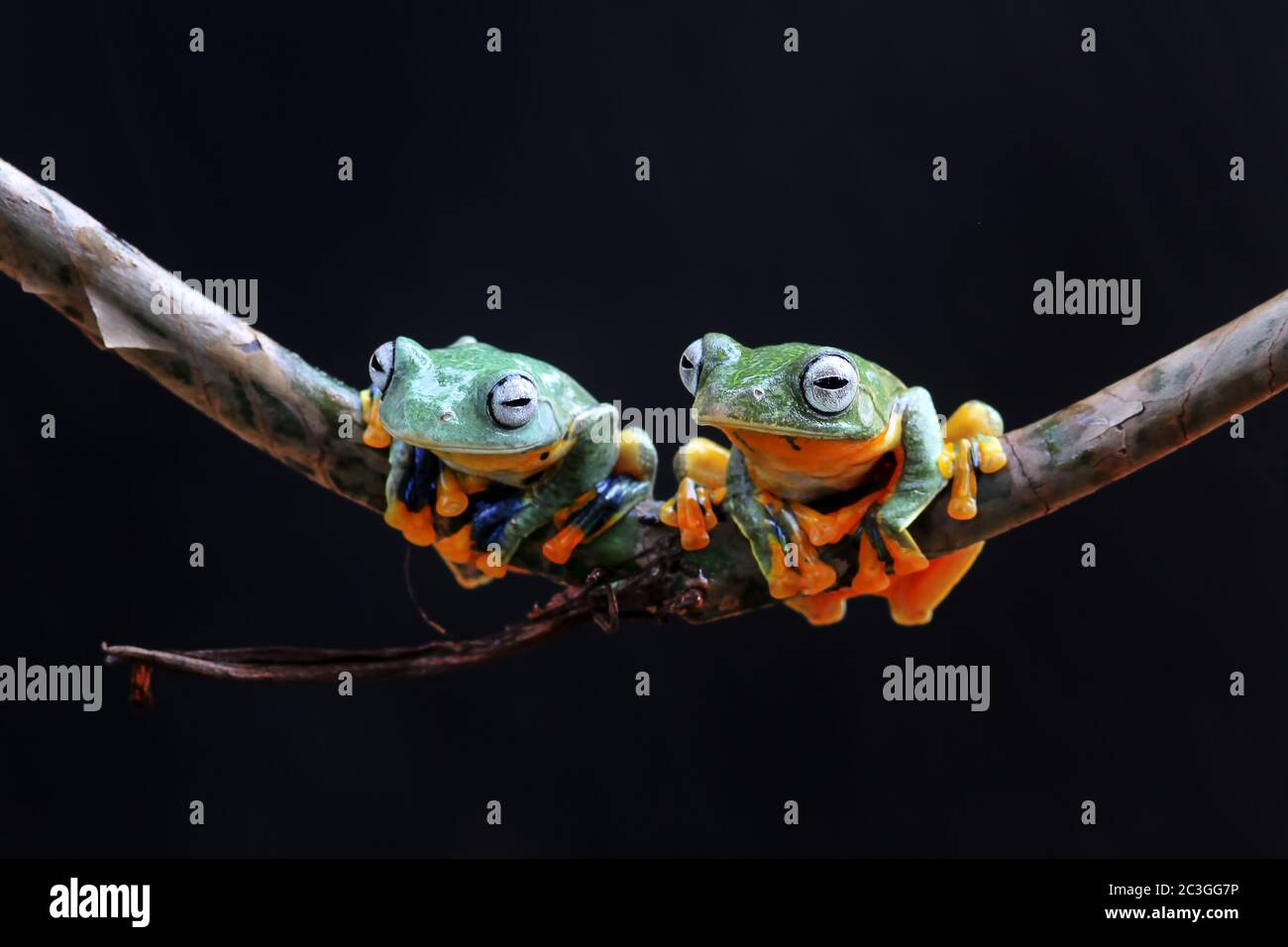 Wallace's flying frogs, frogs, tree frogs on twigs Stock Photo - Alamy
