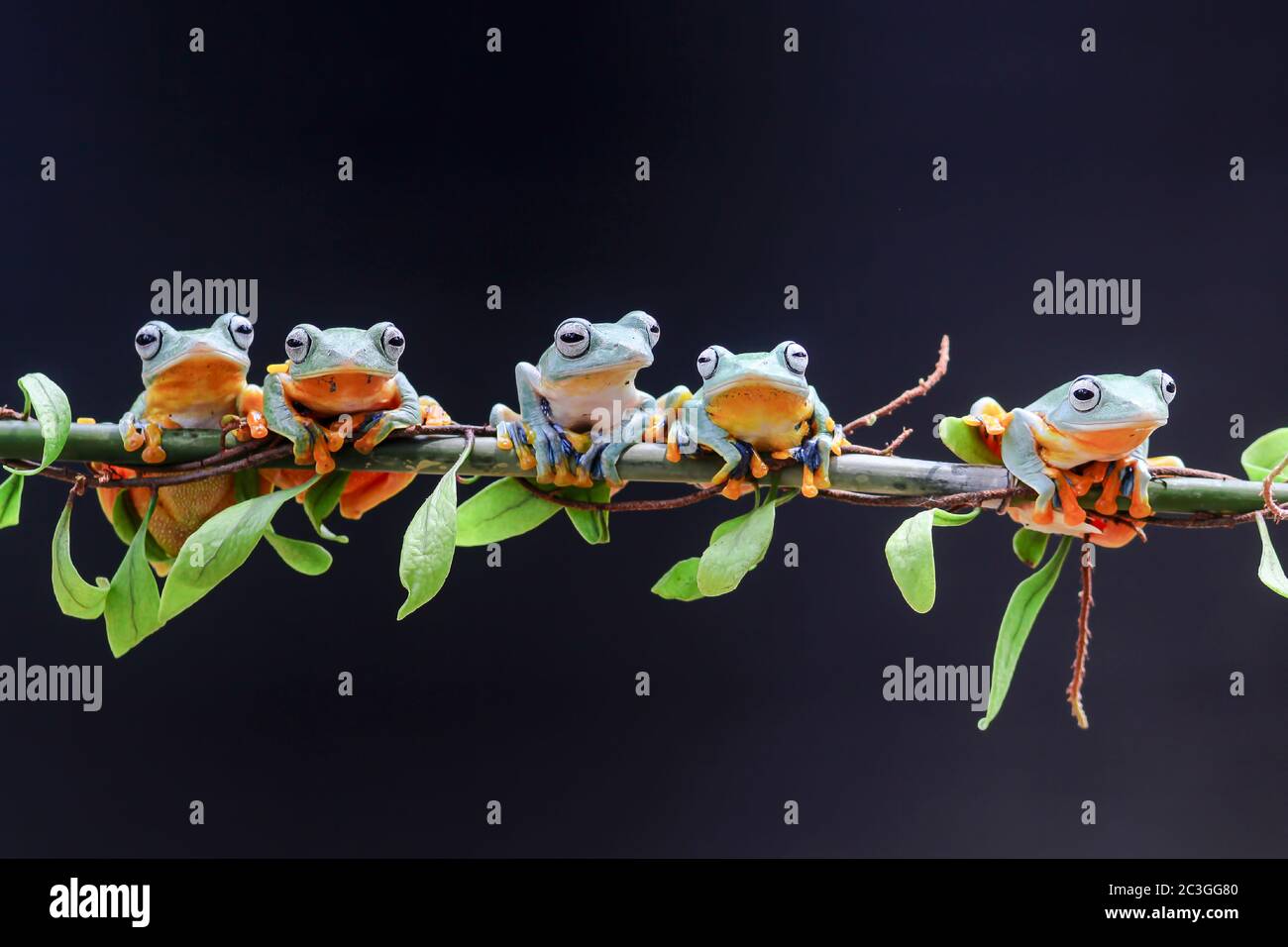 Wallace's flying frogs, frogs, tree frogs on twigs Stock Photo - Alamy