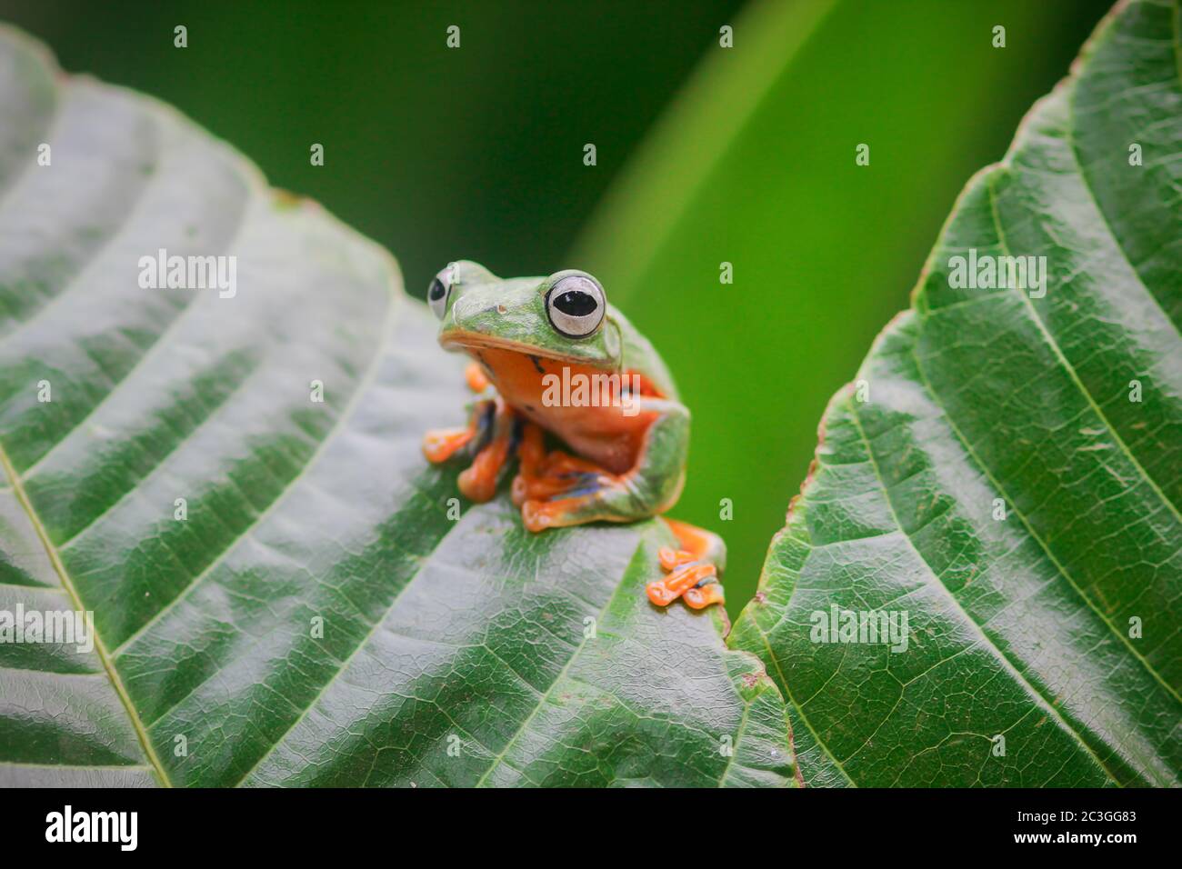 Wallace’s tree frogs hi-res stock photography and images - Alamy