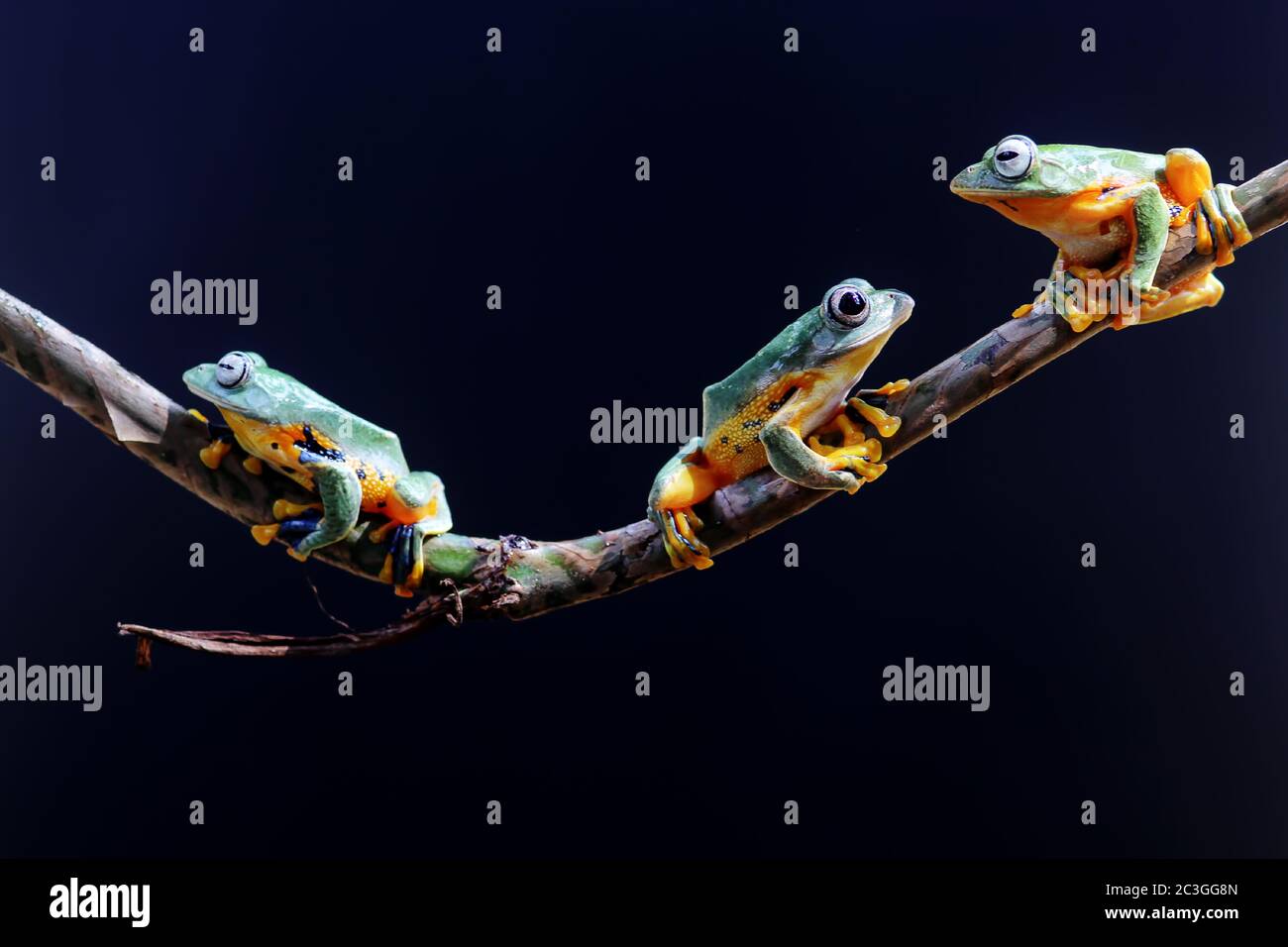 Beautiful frogs hi-res stock photography and images - Alamy