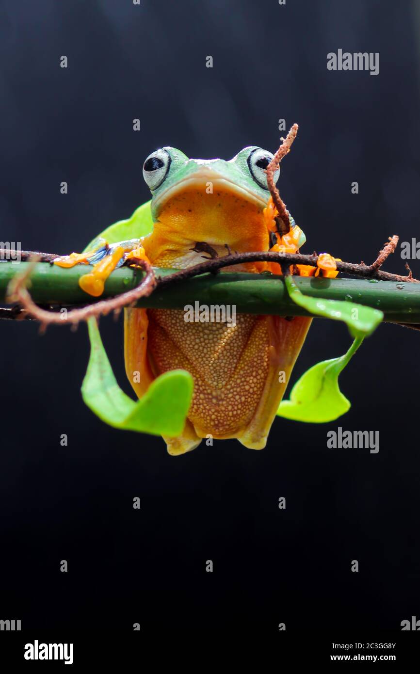 Wallace's flying frogs, frogs, tree frogs on twigs Stock Photo - Alamy