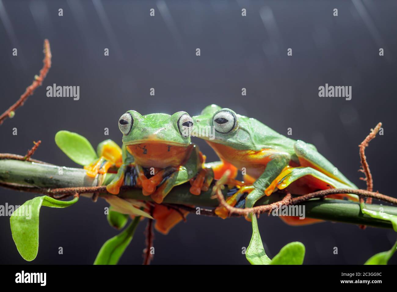 Flying frogs hi-res stock photography and images - Alamy