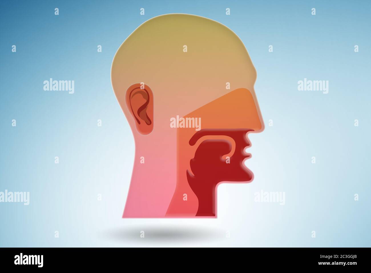 Illustration of human head with various organs Stock Photo - Alamy