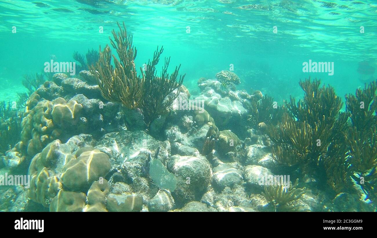 Beautiful shot of an underwater coral reef in the clear seawater Stock ...