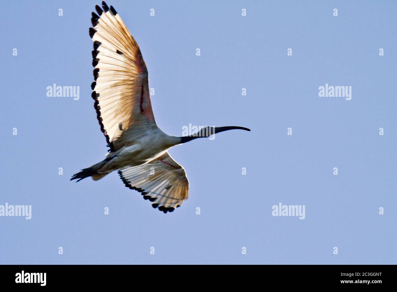 African sacred ibis (Threskiornis aethiopicus Stock Photo - Alamy