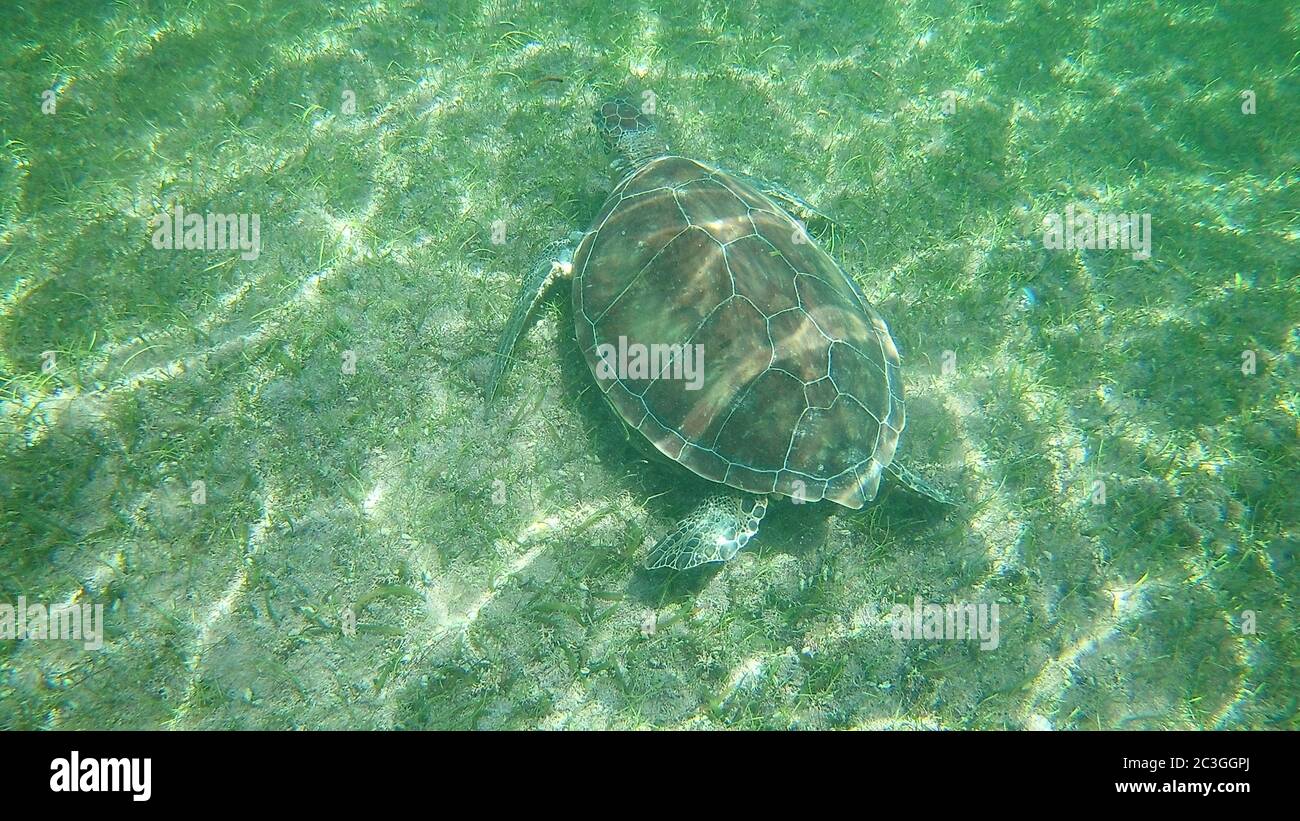 Picture of a giant tortoise swimming in the clear sea water Stock Photo ...