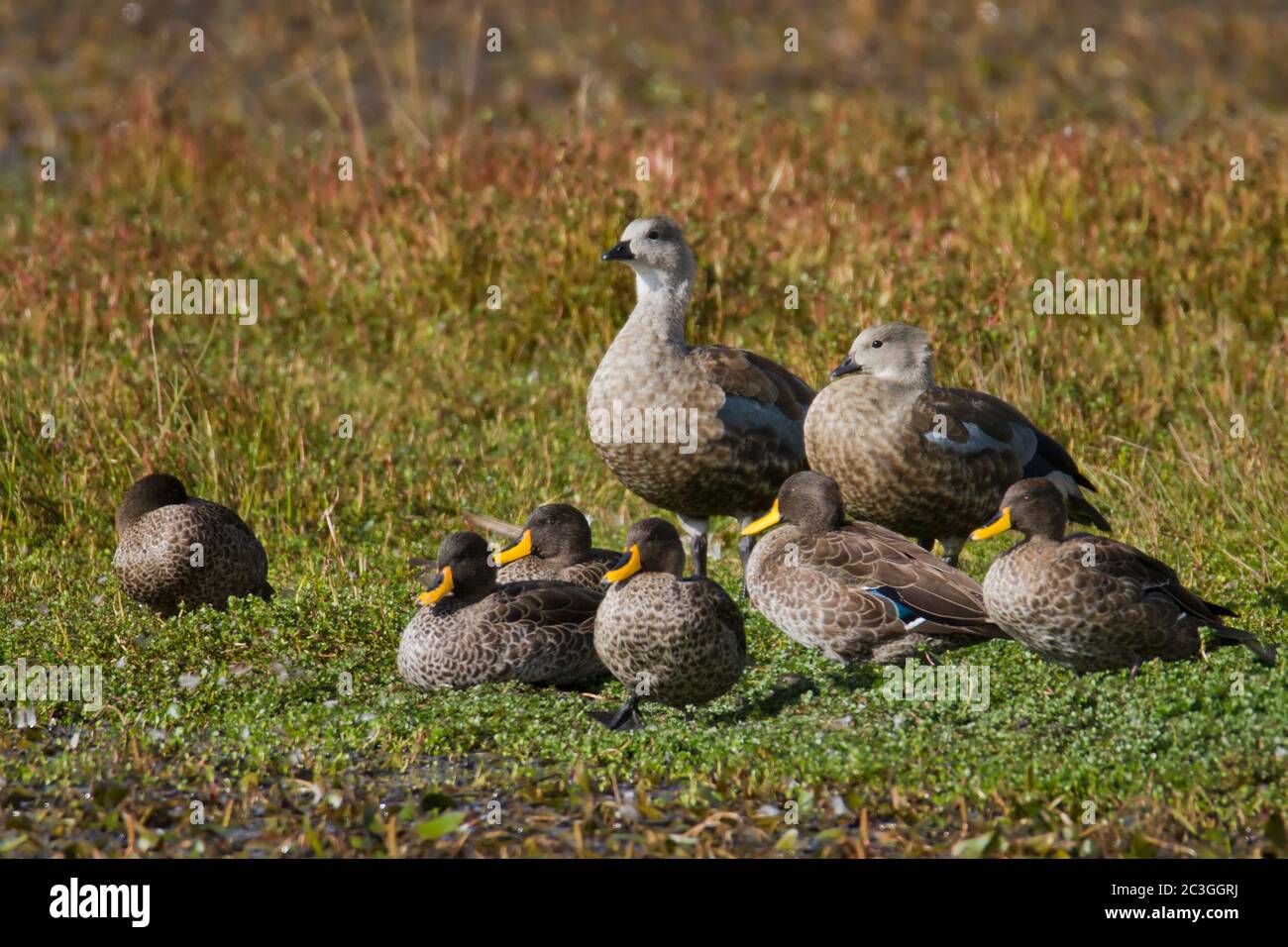 Blue winged goose hi-res stock photography and images - Alamy