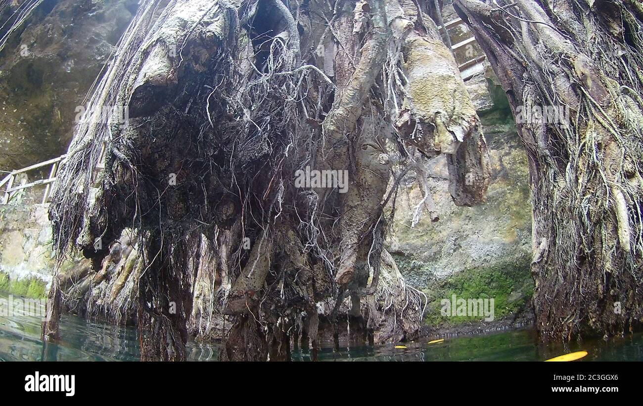 Beautiful photo of an old tree near the water in a cave Stock Photo - Alamy