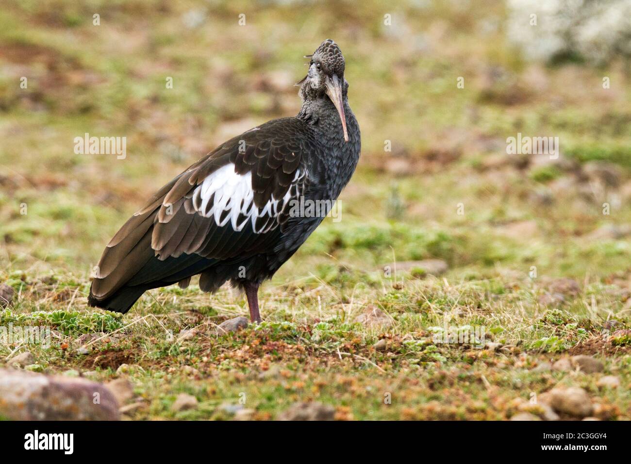 wattled ibis (Bostrychia carunculata Stock Photo - Alamy