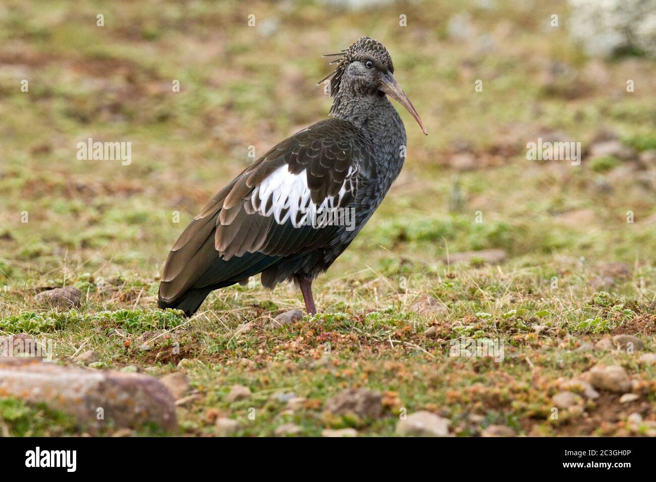 Wattled ibis bostrychia carunculata hi-res stock photography and images ...