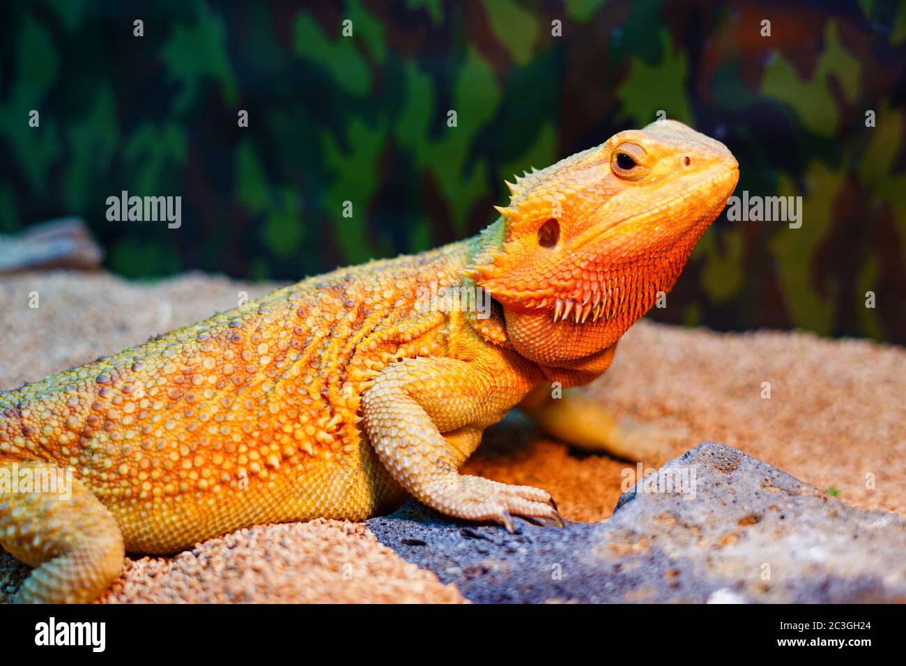 The iguana snake hi-res stock photography and images - Alamy