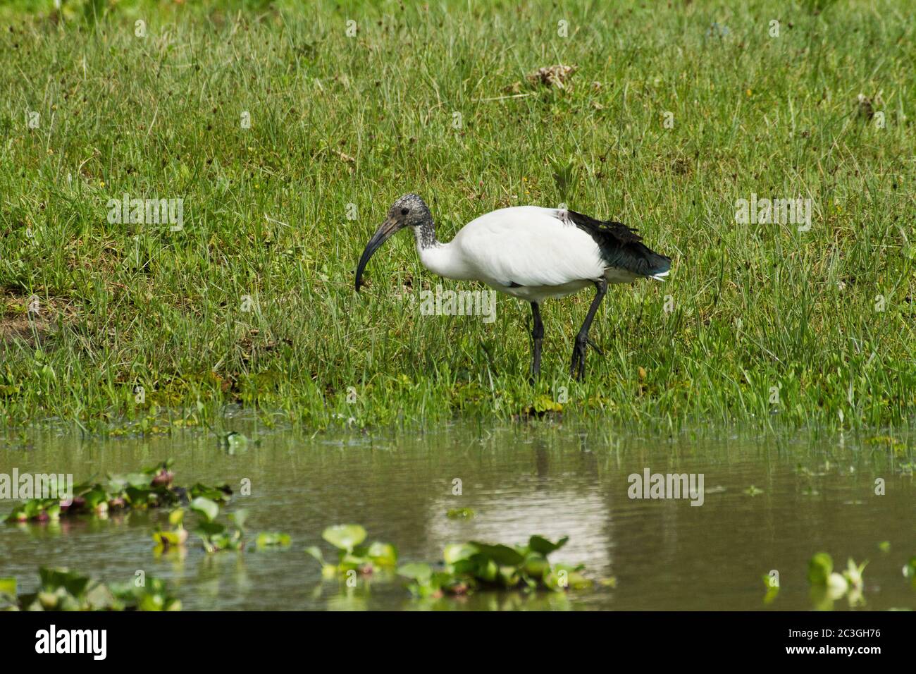 African sacred ibis Stock Photo - Alamy